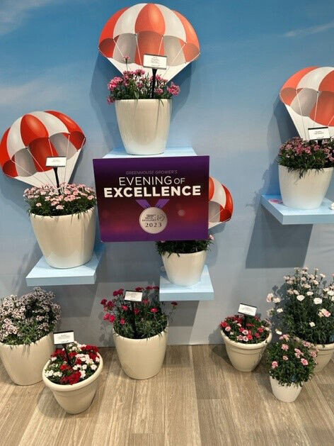 Award winning Dianthus in the US :: DEGA international - - DEGA international