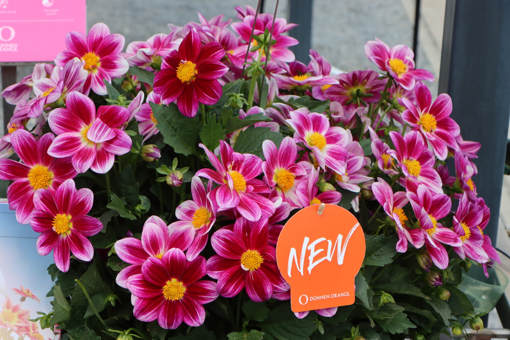 Dahlia Summer Bees series promises a long, colorful summer :: DEGA ...